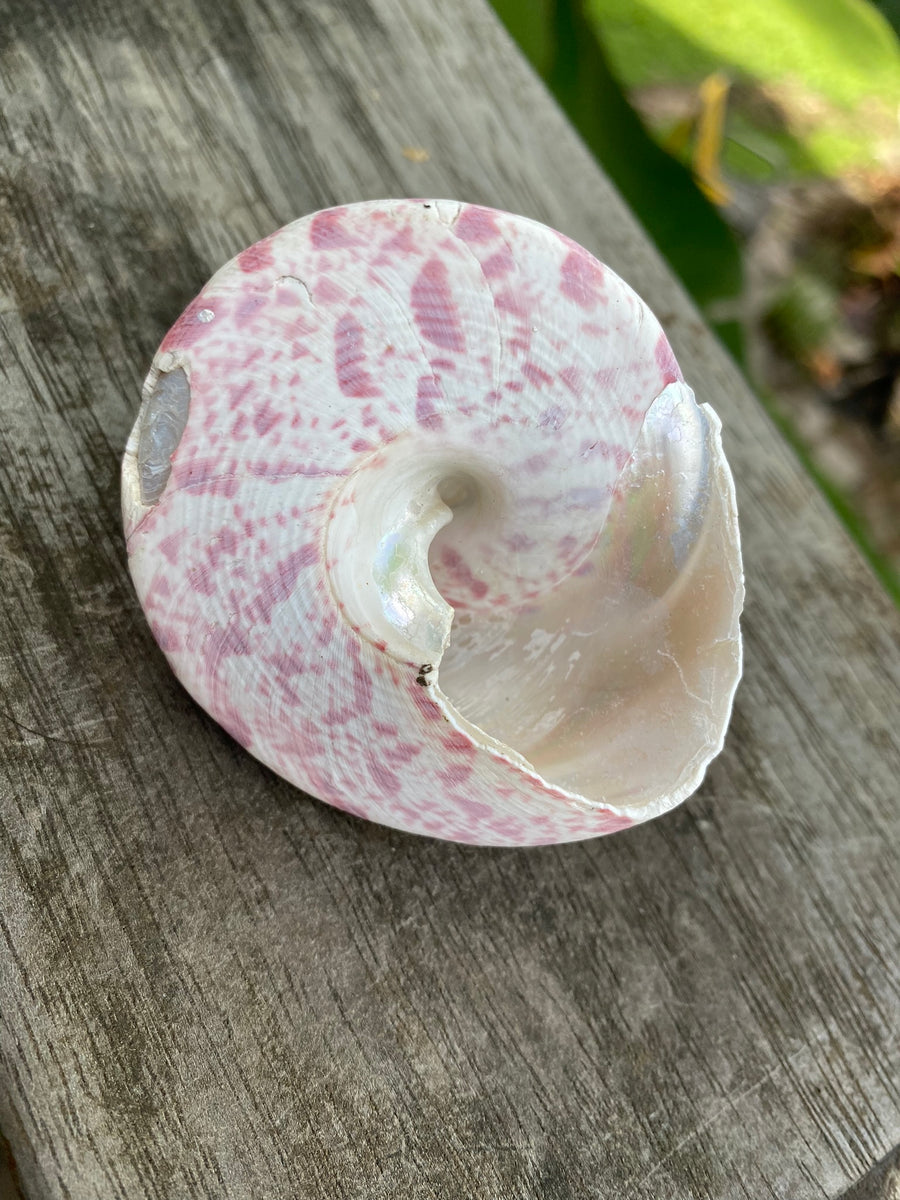 Trochus niloticus - Pink Natural Shell – TFD Jewellery Crystals and ...